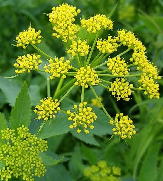 Zizia aurea - Golden Alexanders, Pollinator Garden, Native Plant ...