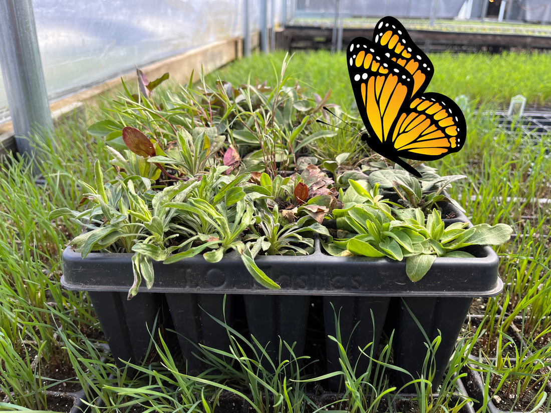 Monarch Meal Plan-Pollinator Garden, Butterflies, Native Plants, Plant Kit – 3 B Natives Plant ...