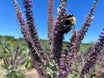 Amorpha canescens - Lead Plant, Native Plant, Pollinator Garden ...
