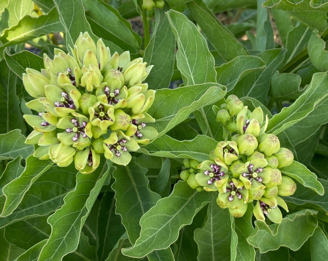 Asclepias viridus - Spider Milkweed, Native Plant, Pollinator Garden ...